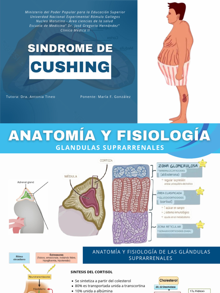 Anatomía y Fisiología del Síndrome de Cushing | PDF | Glucocorticoides ...