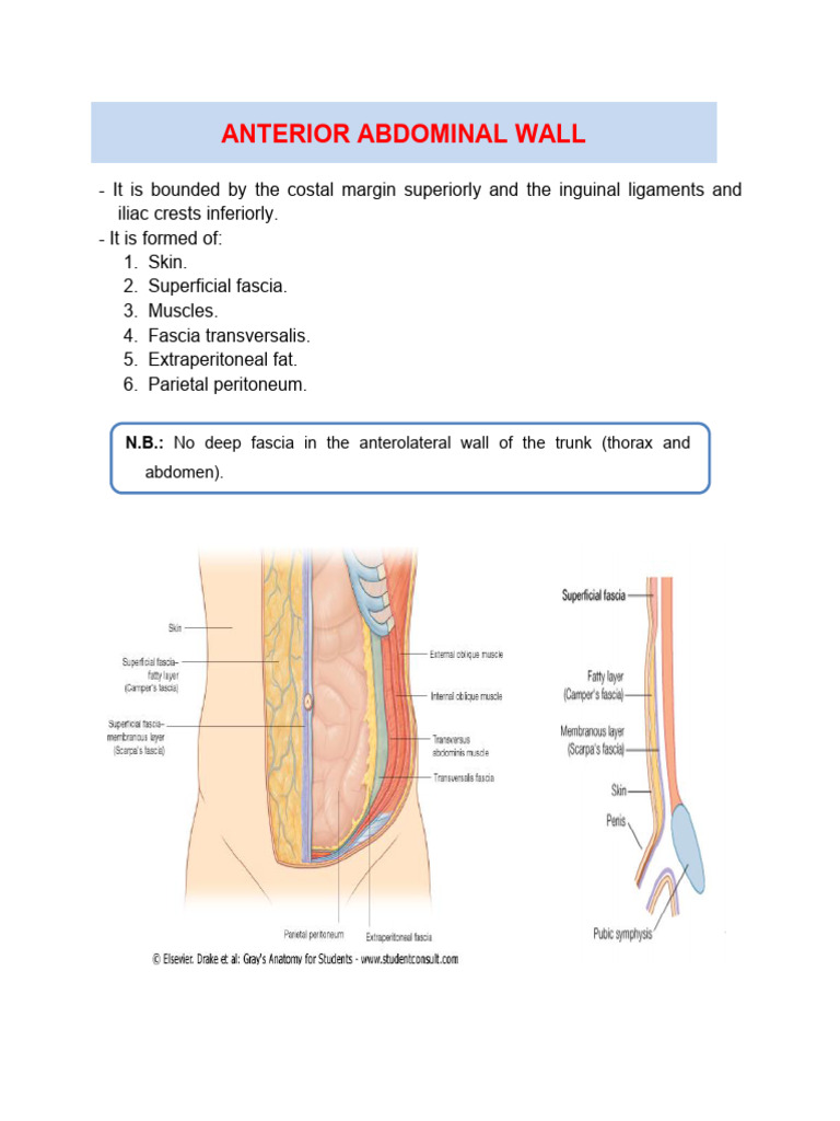 Anatomy of the Anterior Abdominal Wall | PDF | Abdomen ...