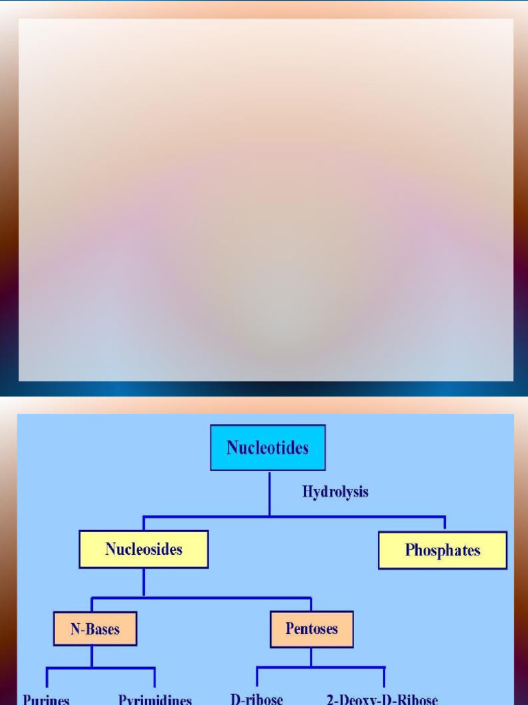 Nucleotides and Nucleic Acids NUB 1 | PDF | Dna | Nucleotides