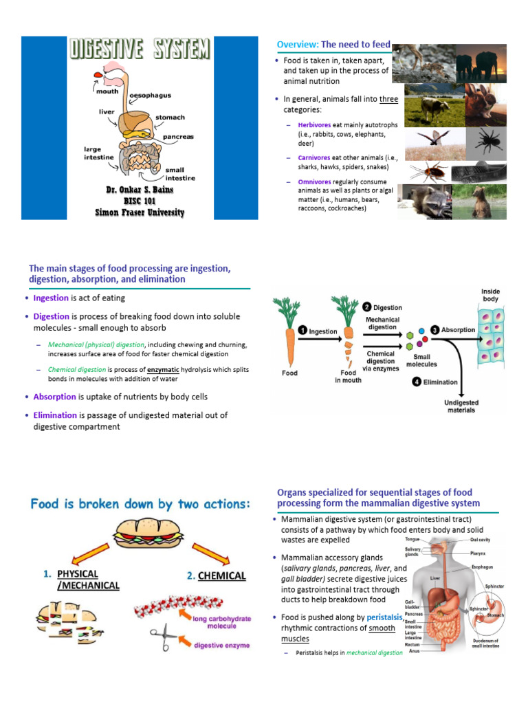 2.1 Digestive System Lecture | PDF | Digestion | Stomach