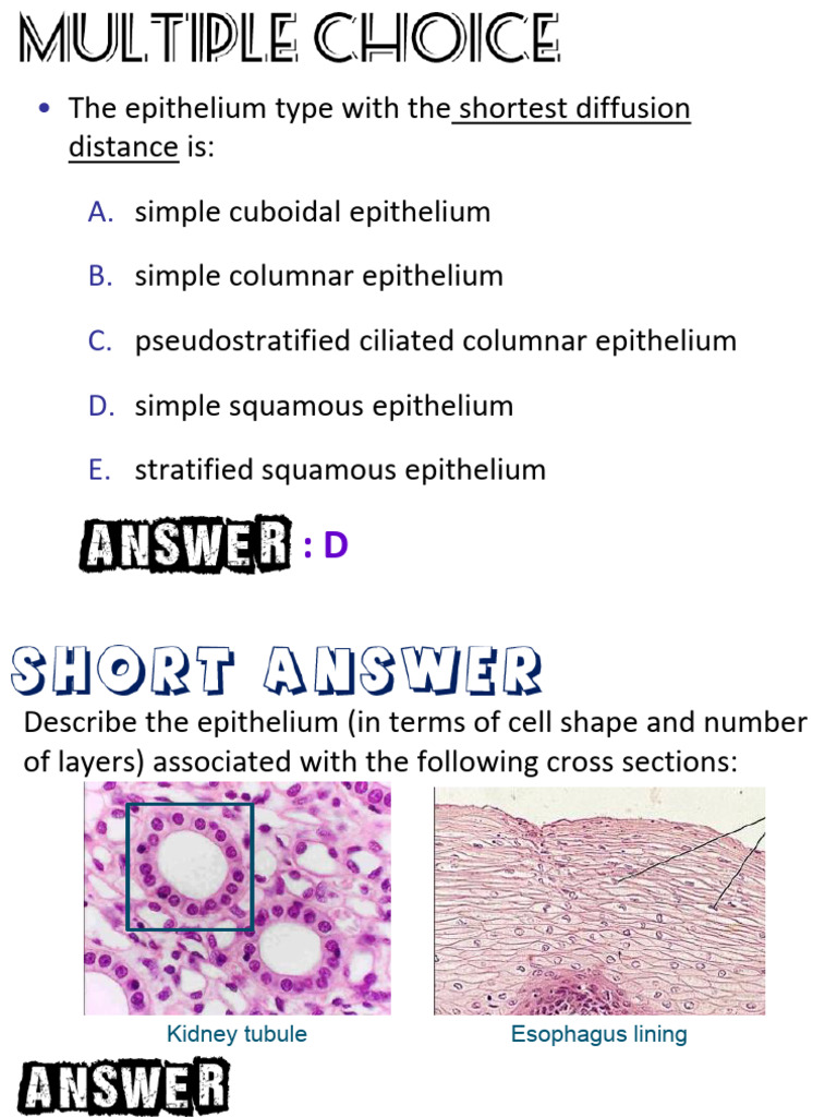 Types of Animal Tissue Explained | PDF | Epithelium | Muscle