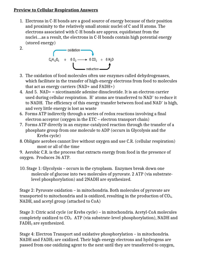 Preview to Cellular Respiration Answers | PDF | Cellular Respiration ...