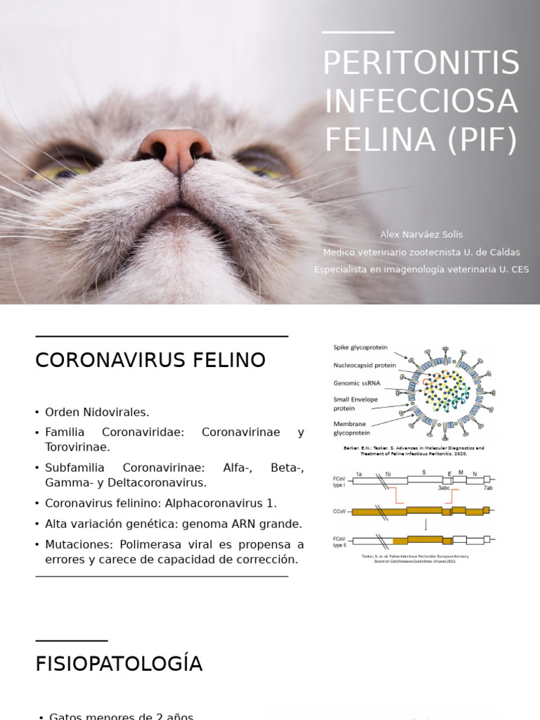 Peritonitis Infecciosa Felina | PDF | Medicina CLINICA | Ciencias de la Salud
