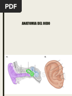 Anatomia de La Audicion | PDF | Hueso | Membrana mucosa