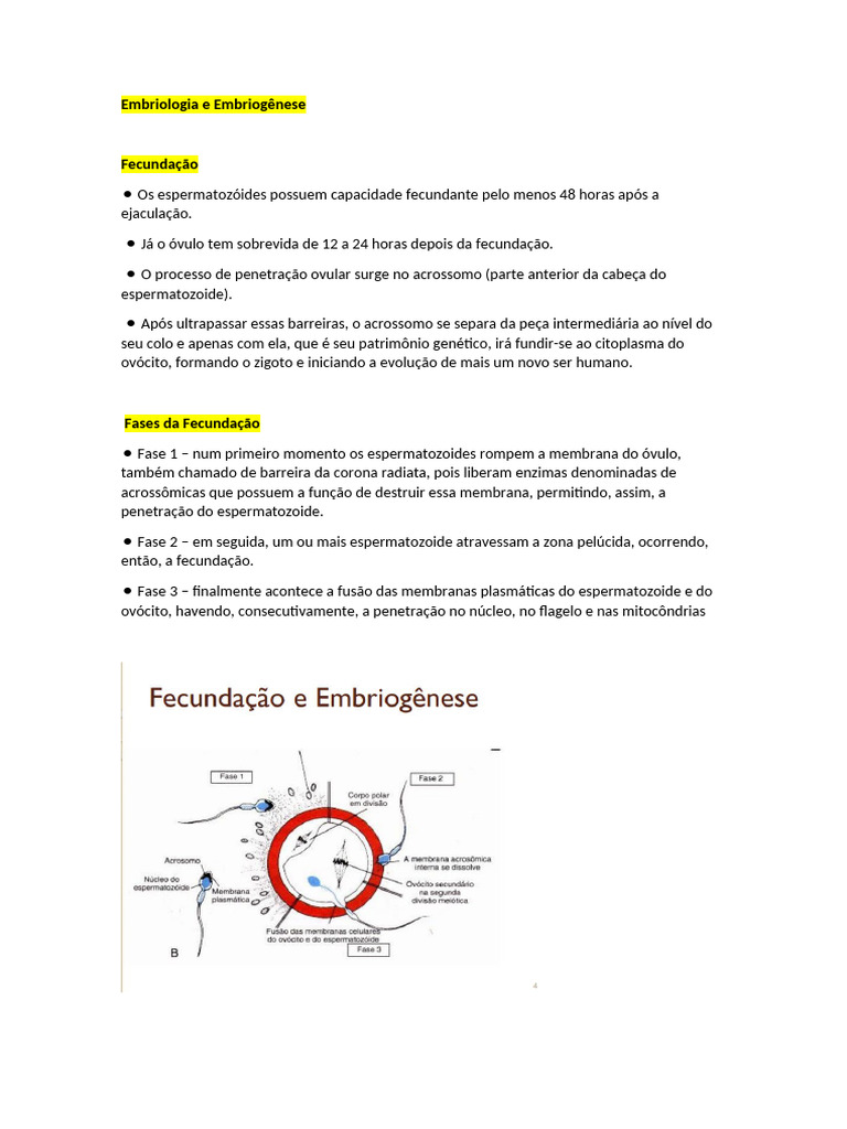 Embriologia e Embriogênese | PDF | Fertilização | Gravidez