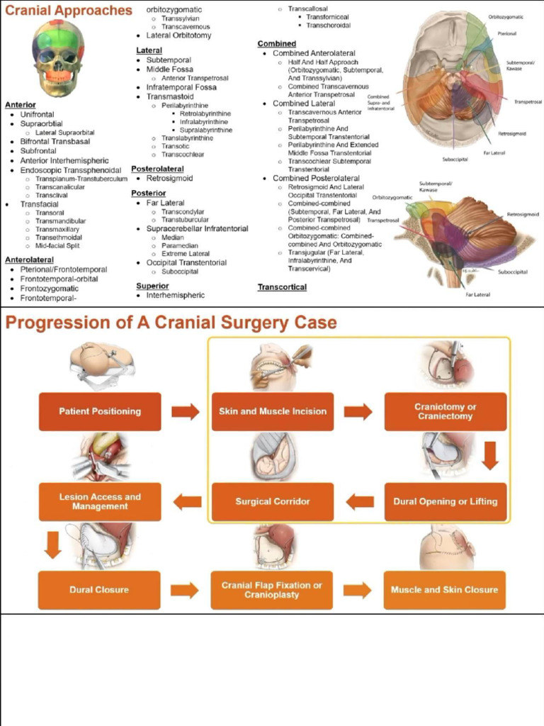 Skull Landmarks and Craniometric Points | PDF