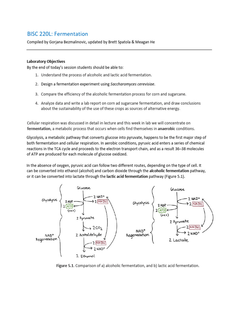 Bisc220 Lab Manual Fermentation Spring2025 MH | PDF | Cellular Respiration | Biofuel