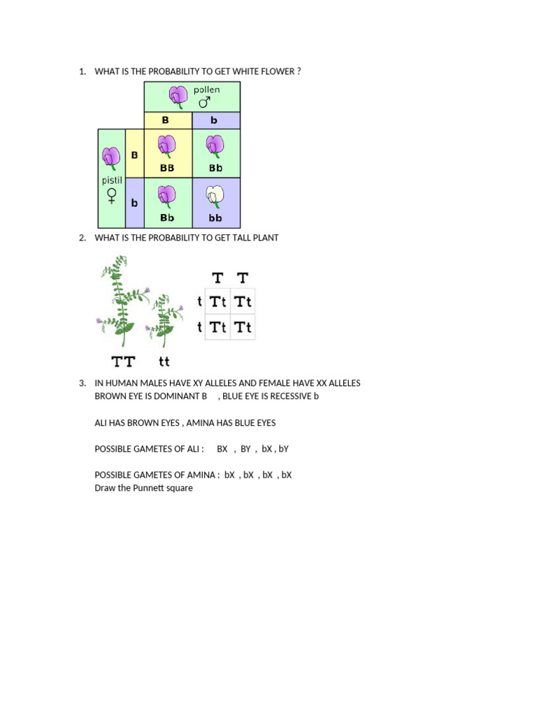 What Is The Probability To Get White Flower | PDF