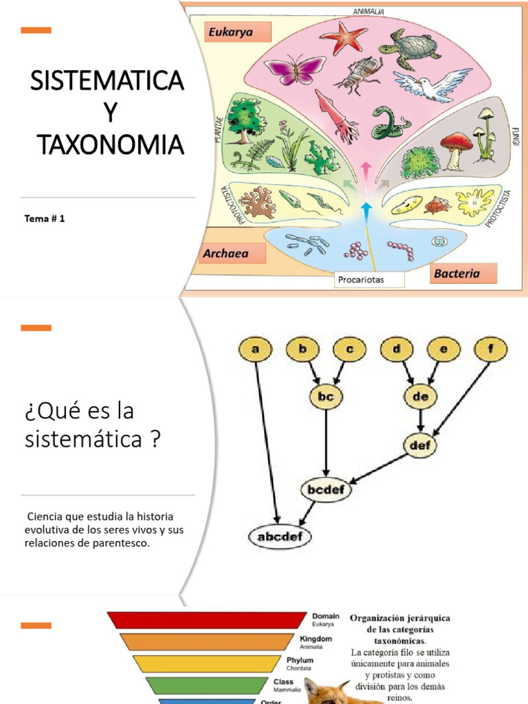 Sistemática y Taxonomía: Clasificación Biológica | PDF | Taxonomía ...