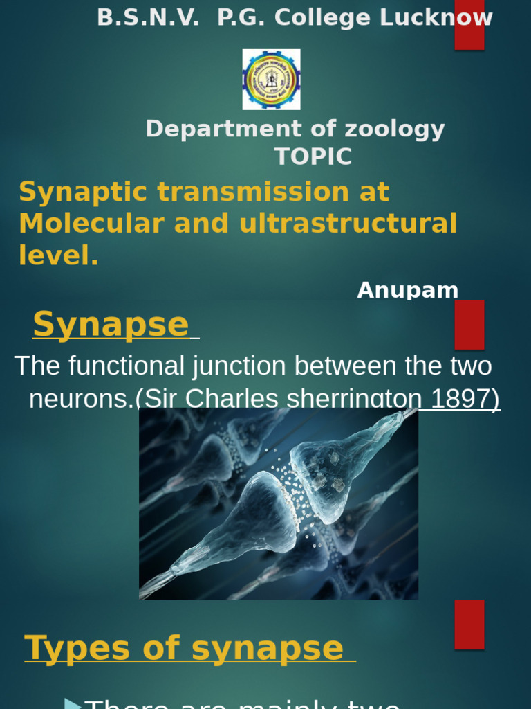 I Am Sharing 'Synaptic Transmission at Molecular and Ultrastructural Level L' With You | PDF ...