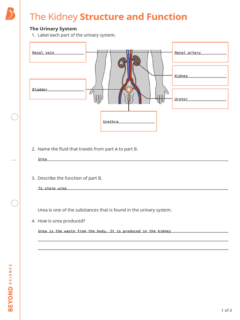 Edexcel Kidney Structure and Function Worksheet HA | PDF | Kidney ...