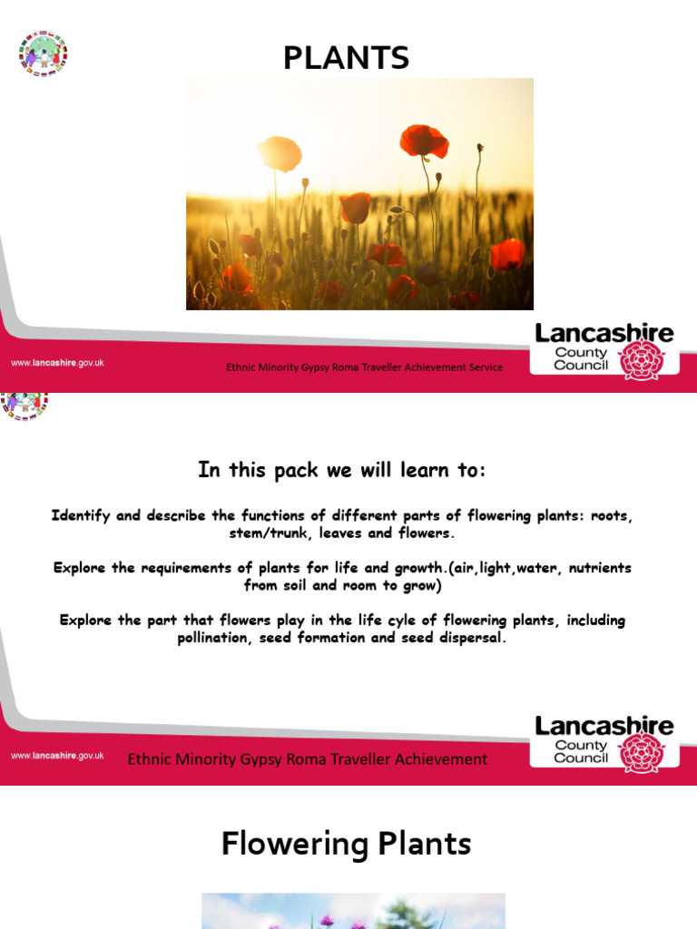 Ppl Plants Simplified y3 | PDF | Flowers | Petal