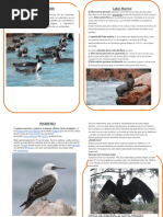 La Guartinaja | PDF | Roedor | Organismos