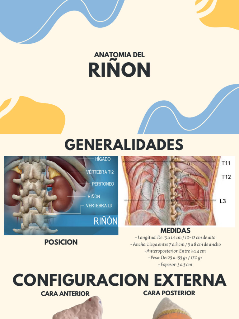 Anatomía y Configuración del Riñón | PDF