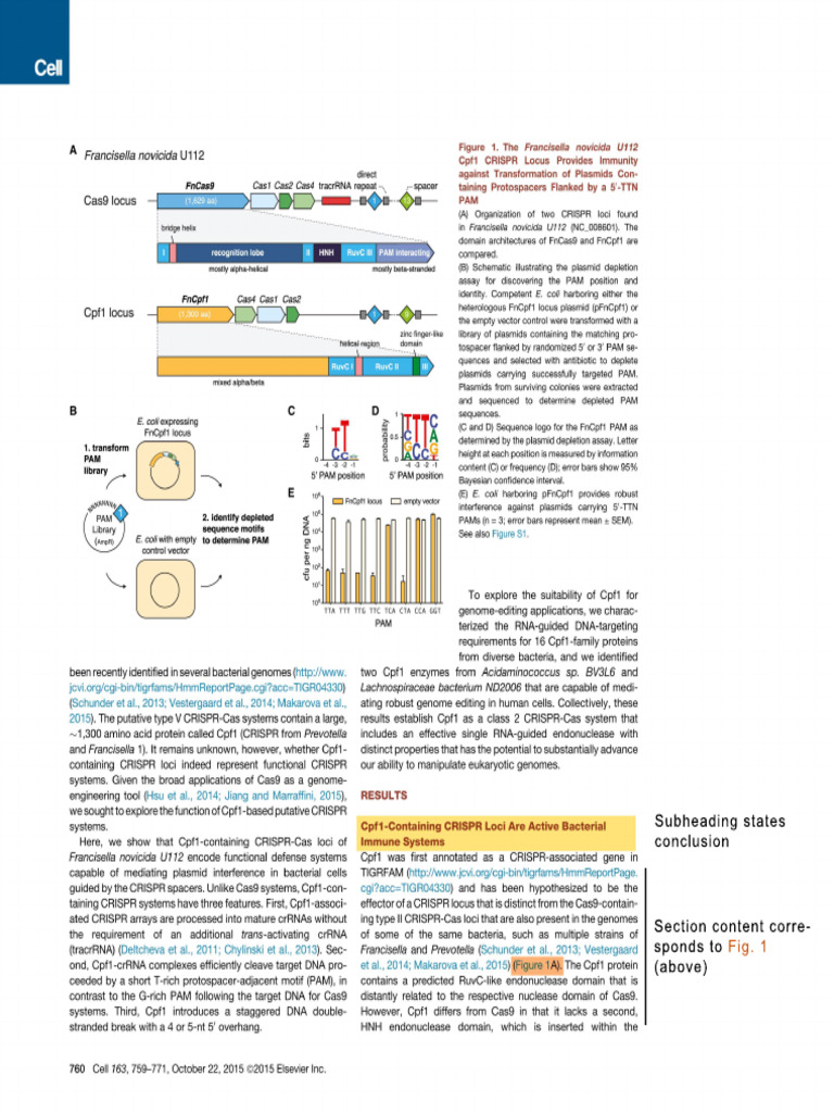 how to write results example | PDF | Crispr | Dna