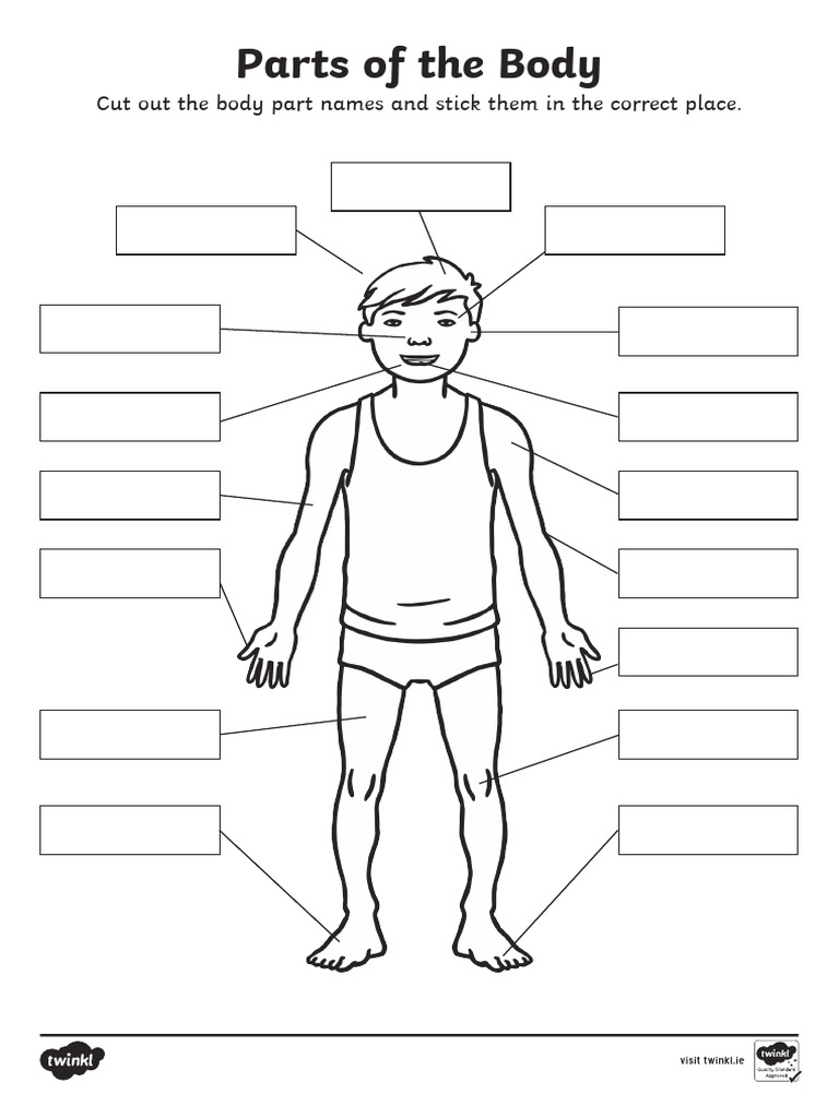Body Parts Cut-Out Activity | PDF