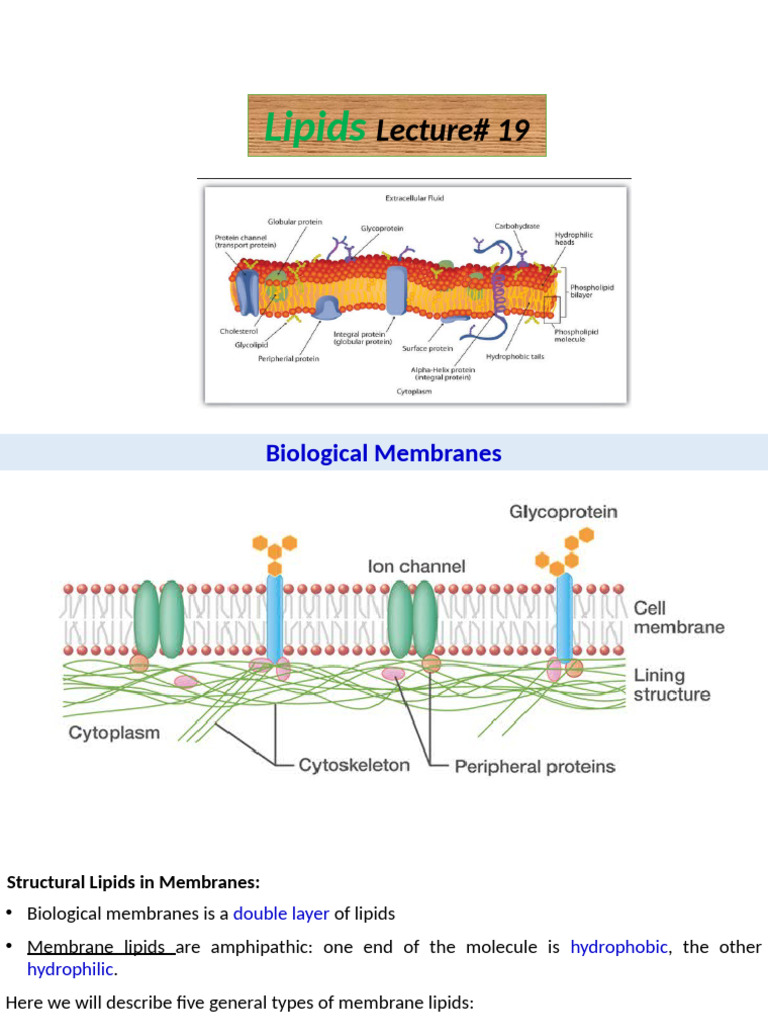 Lecture#19_Lipids_12032020 | PDF | Lipid | Cell Membrane