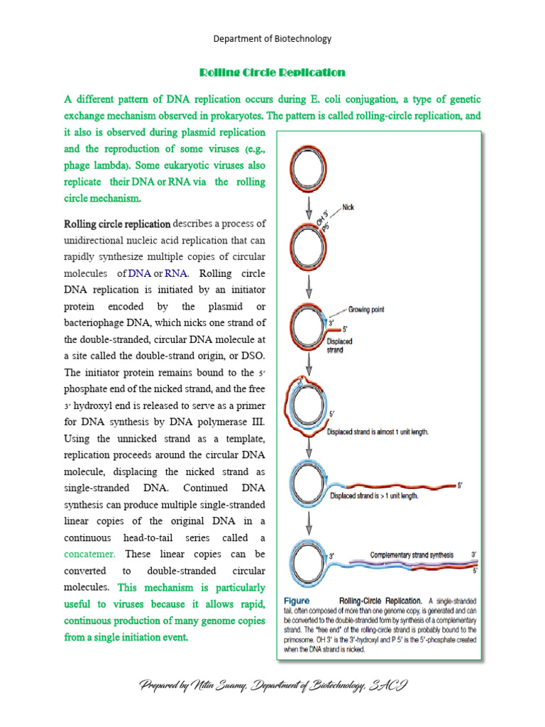 Rolling Circle Replication Explained | PDF