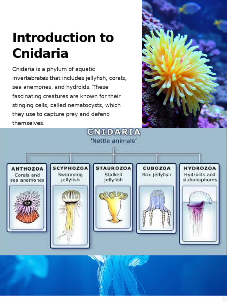 Overview of Cnidaria Phylum | PDF | Marine Biology | Biology
