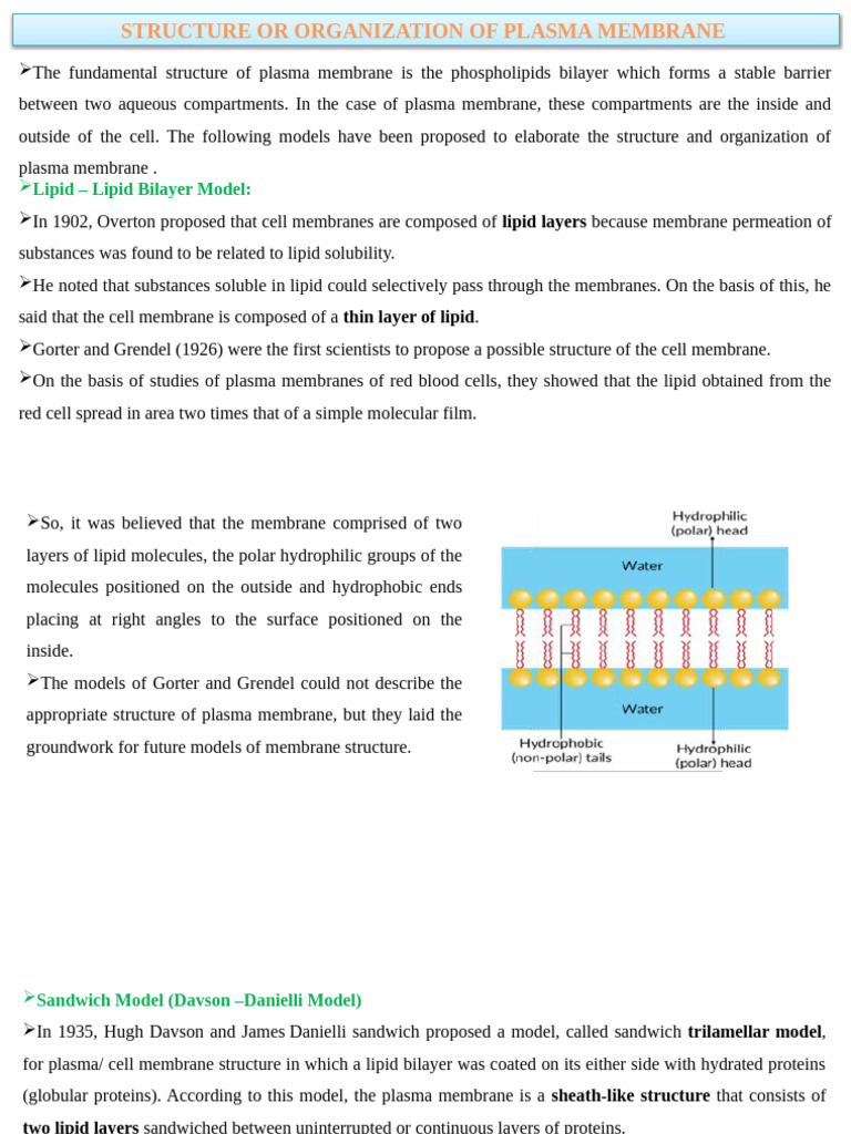 Structure and Models of Plasma Membrane | PDF | Cell Membrane | Lipid ...
