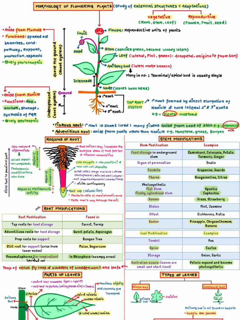Morphology of Flowering Plants - Class Notes - Neet Revision Express | PDF