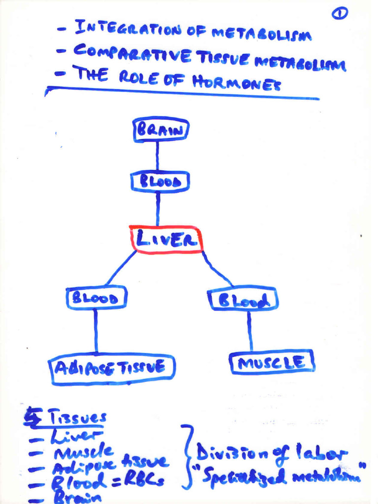 Integration of Metabolism | PDF