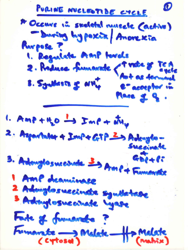 Level 2 Biochemistry of Muscle Contraction 3 | PDF