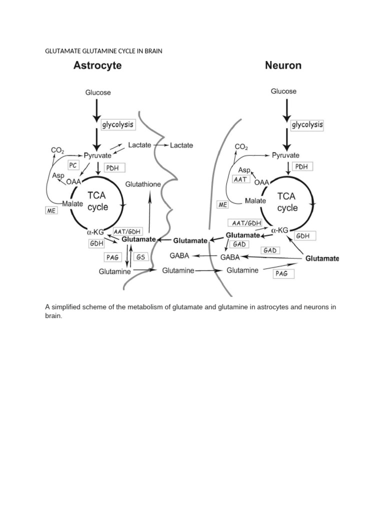 Glutamate Glutamine Cycle in Brain | PDF
