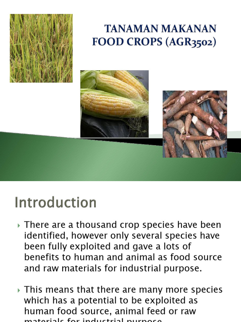 Types and Importance of Food Crops | PDF | Foods | Crops
