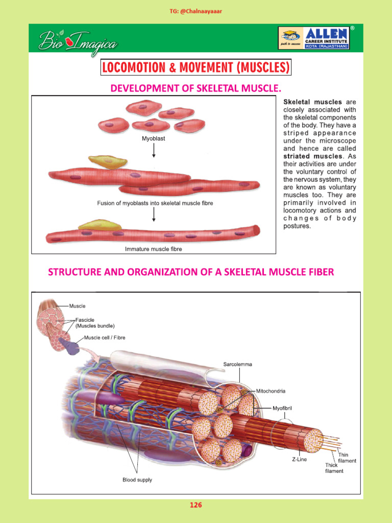 Ch.12 Muscles | PDF