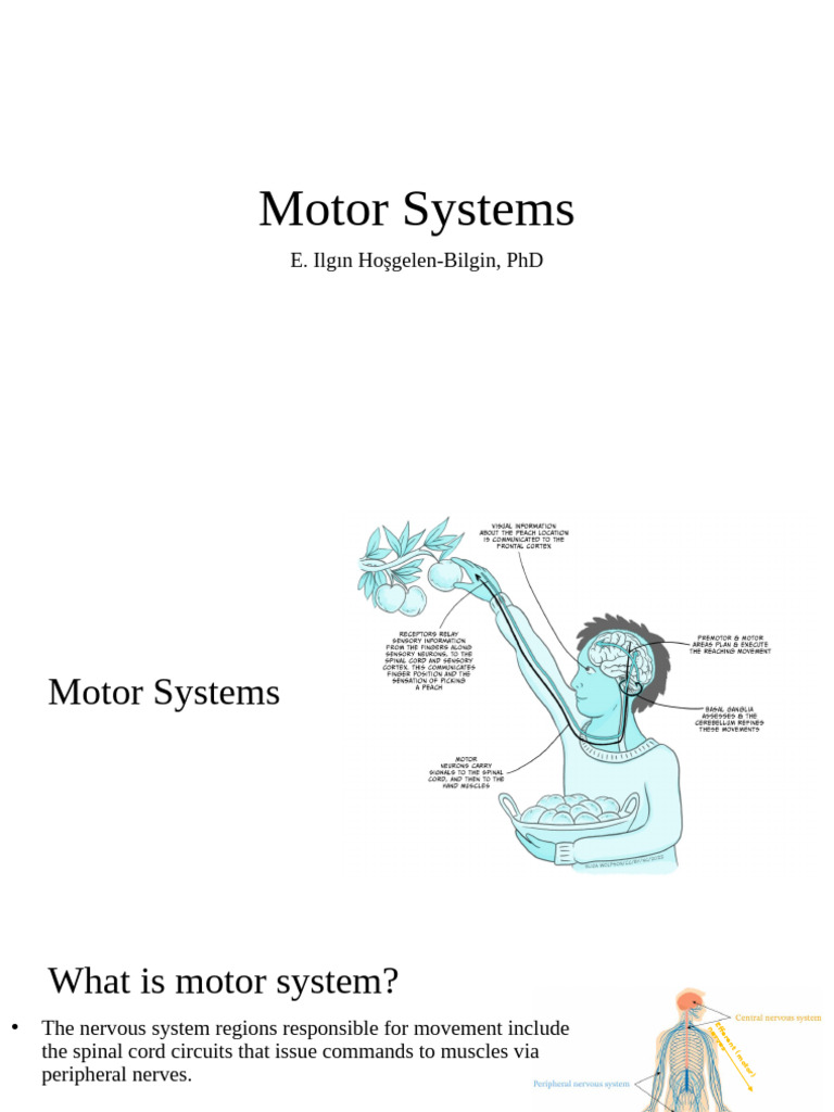 Overview of Motor Systems in Neuroscience | PDF | Basal Ganglia | Motor ...