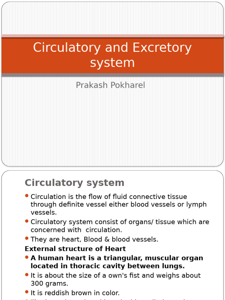 Circulatory and Excretory System | PDF | Heart | Atrium (Heart)