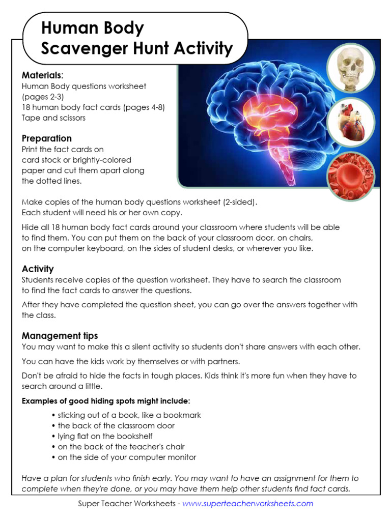Human Body Scav Hunt Copy | PDF | Human Body | Muscle