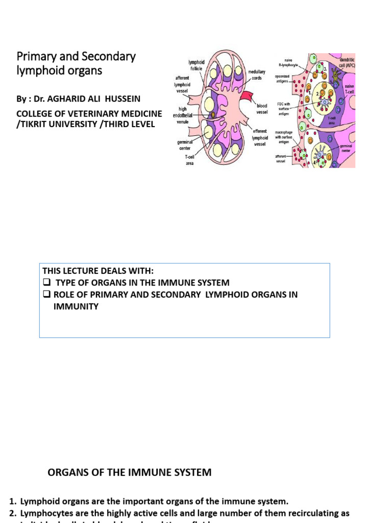 Overview of Lymphoid Organs | PDF | Lymphatic System | Lymphocyte