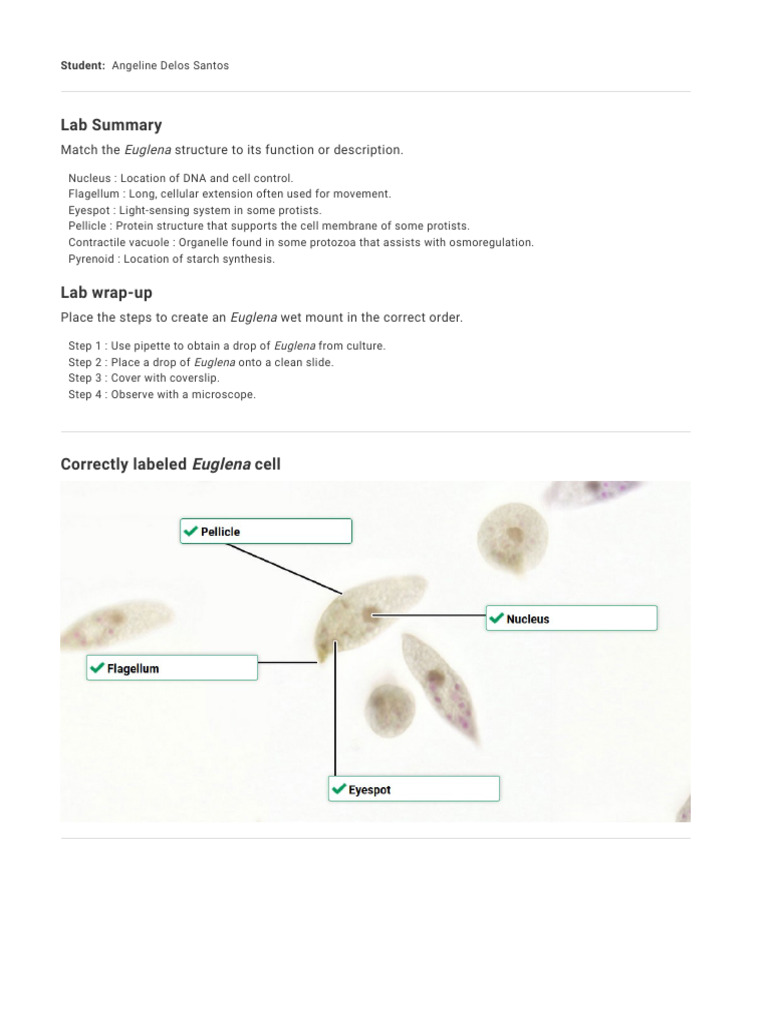 Microscopy-Euglena | PDF