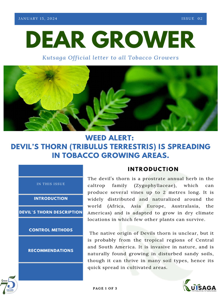 Dear Grower Weed Alert Devil's Thorn | PDF | Weed | Organisms