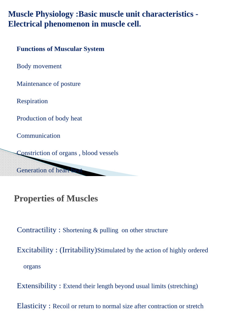 Muscle Physiology 1 | PDF | Skeletal Muscle | Muscle Contraction