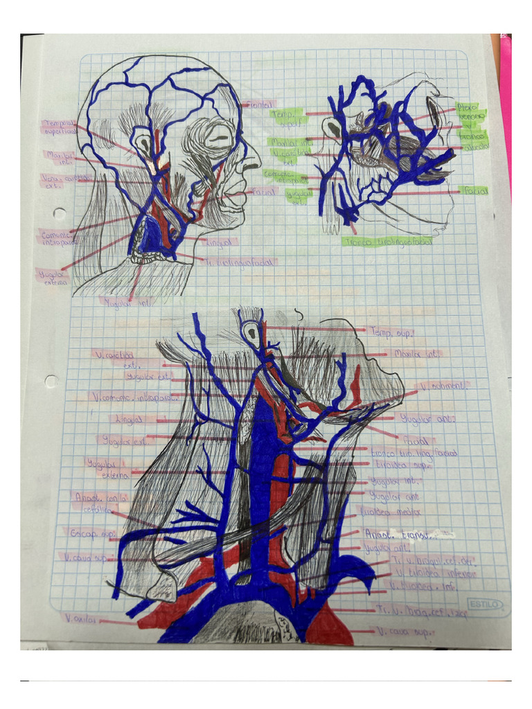 Gráficos Vena Yugular Interna Externa Anterior | PDF
