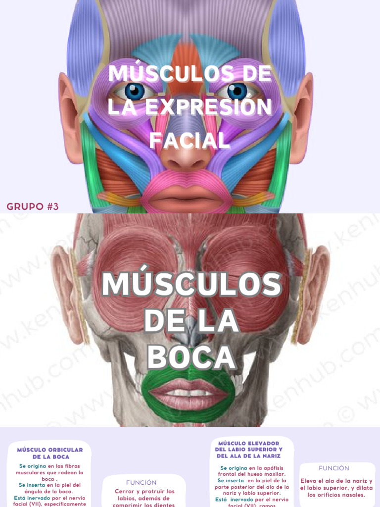Funciones de los Músculos Faciales | PDF | Nariz humana | Cabeza y ...