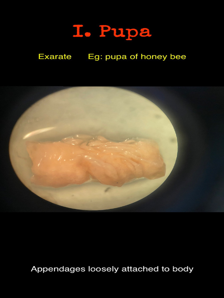 Pupae and Larva | PDF
