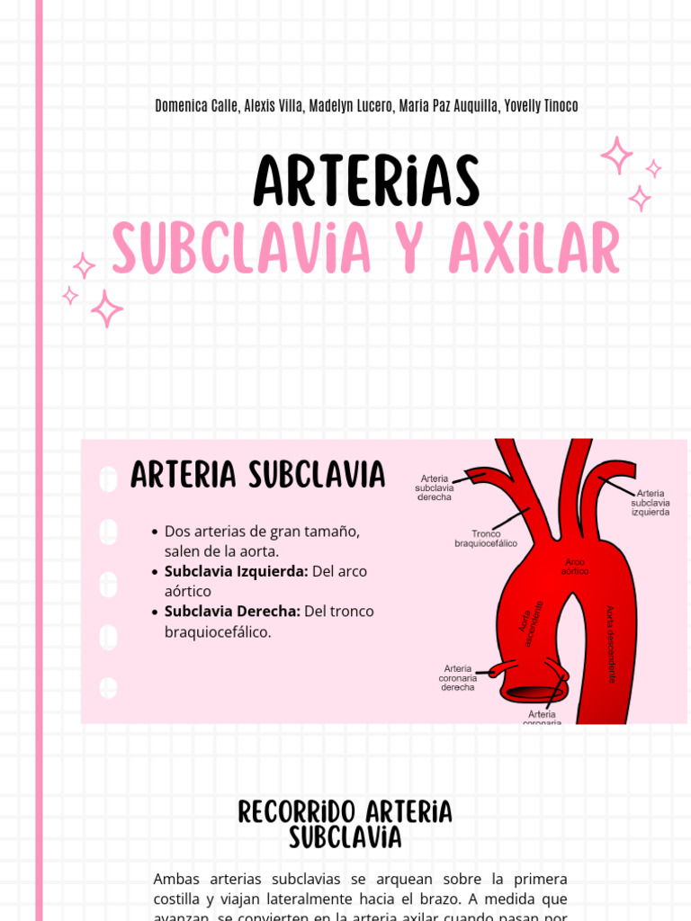 Arteria Subclavia y Axilar | PDF | Aorta | Tórax