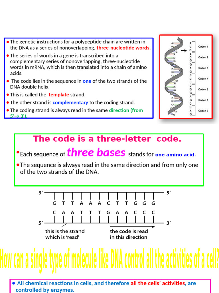 Genes and Mutations | PDF | Point Mutation | Nucleic Acid Sequence