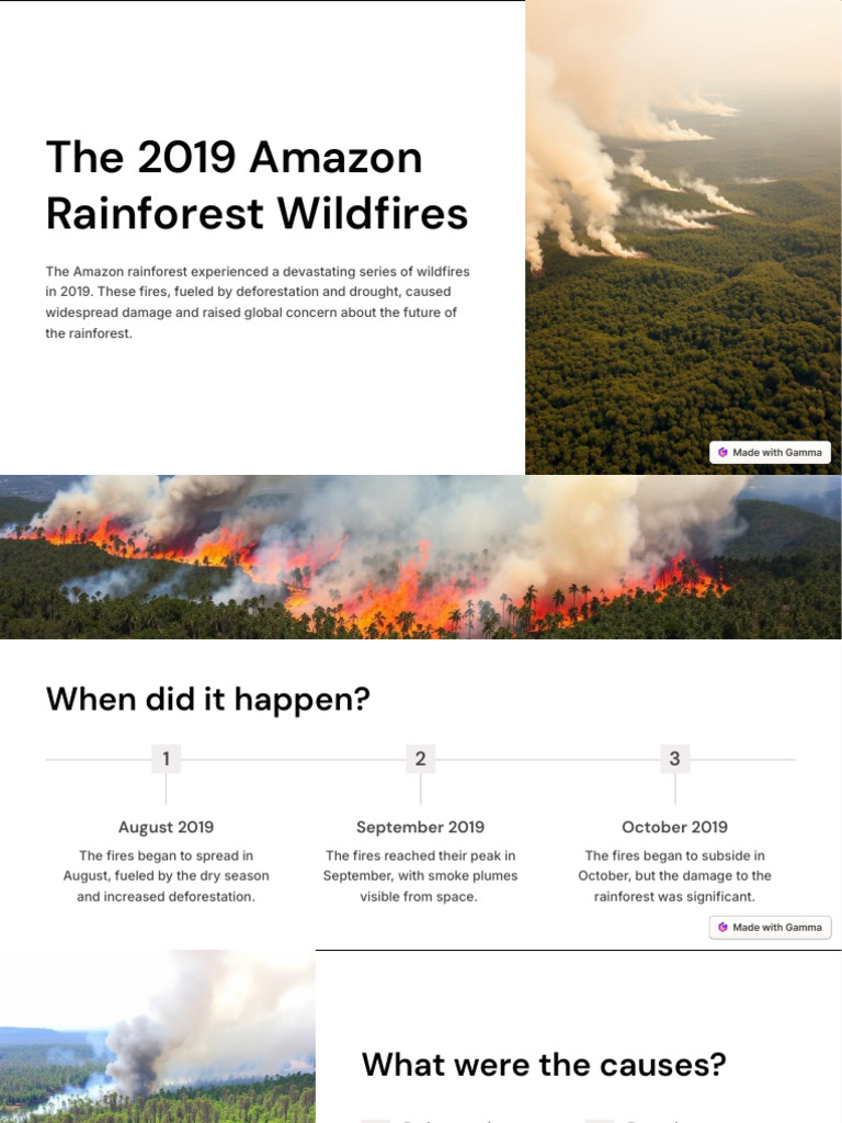 2019 Amazon Rainforest Wildfires Overview | PDF | Wildfire | Deforestation