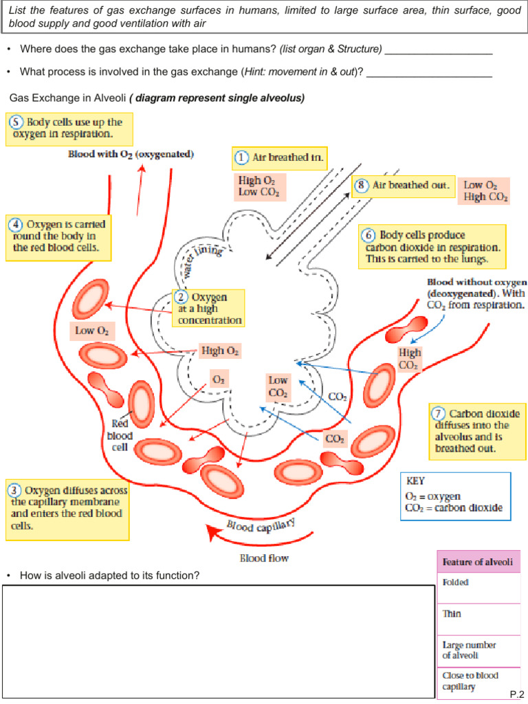 Respiration and Gas Exchange Booklet 2 | PDF