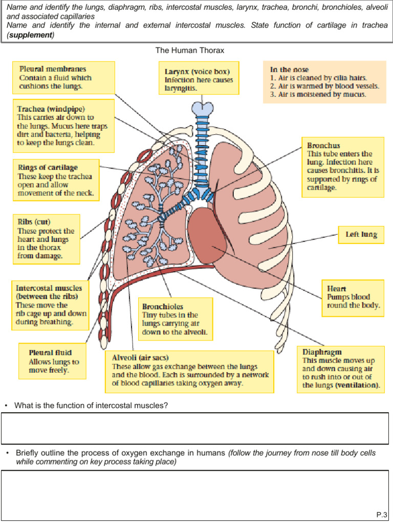 Respiration and Gas Exchange Booklet 3 | PDF