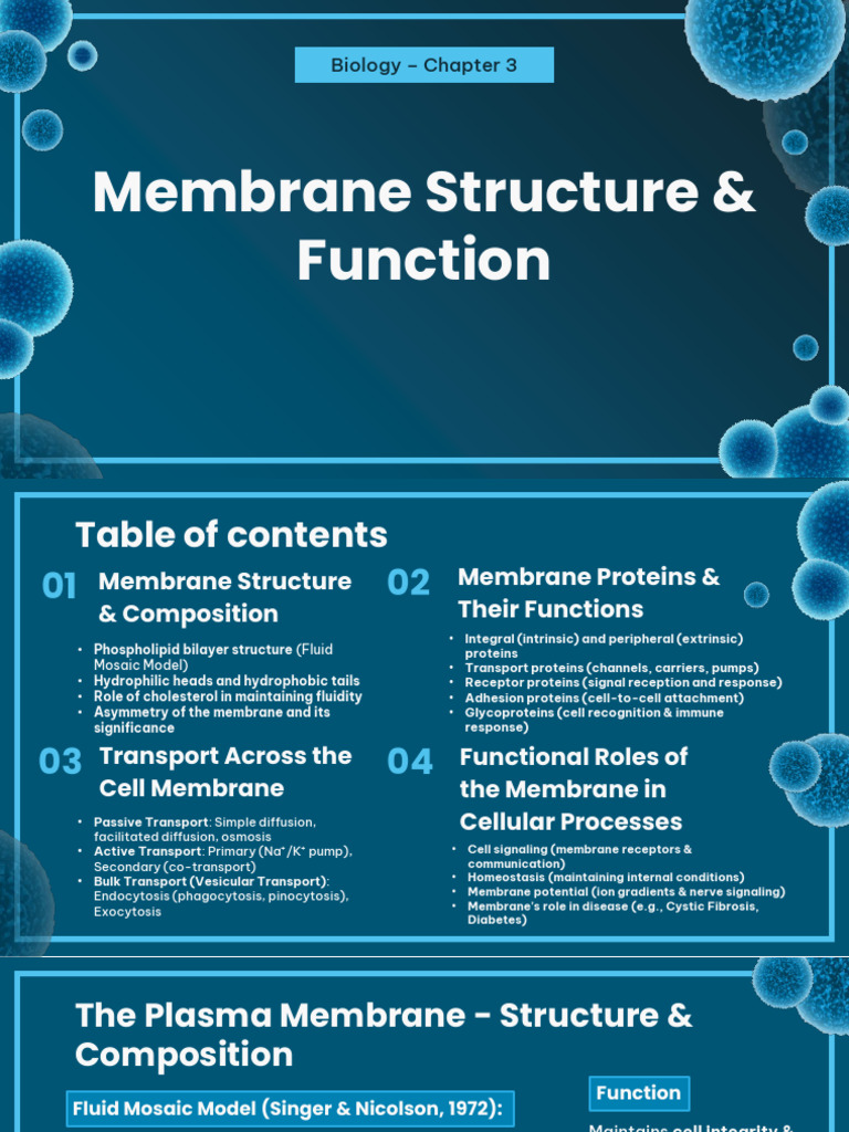 Membrane Structure and Function | PDF | Cell Membrane | Lipid Bilayer