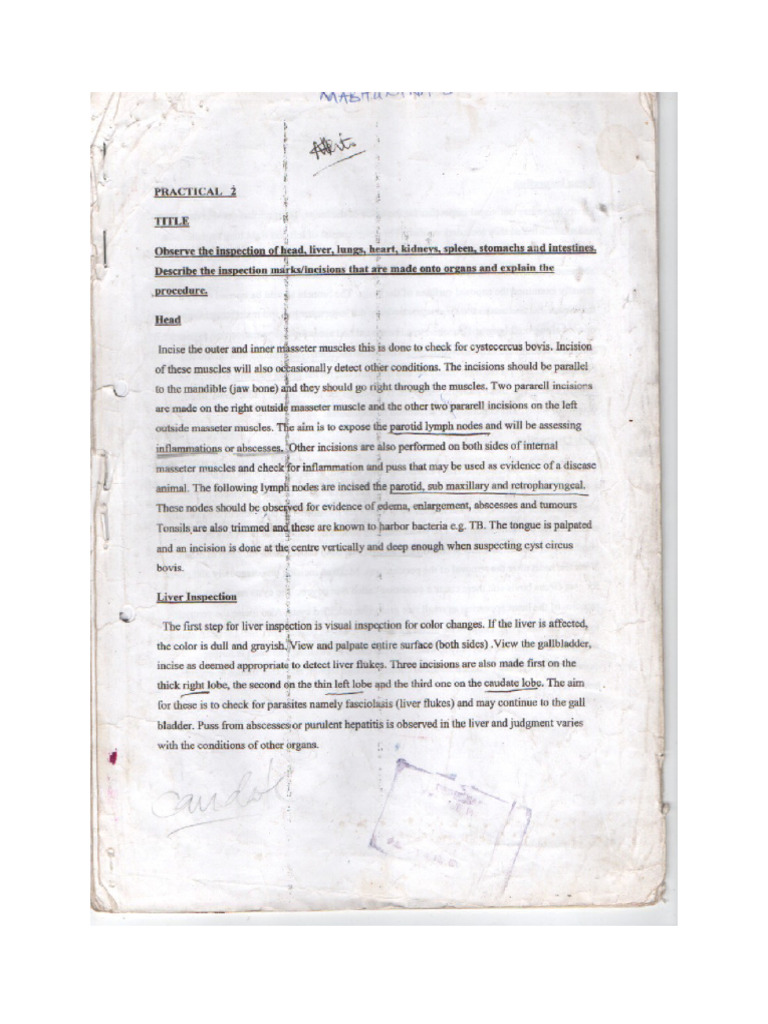 Meat Practical Questions | PDF