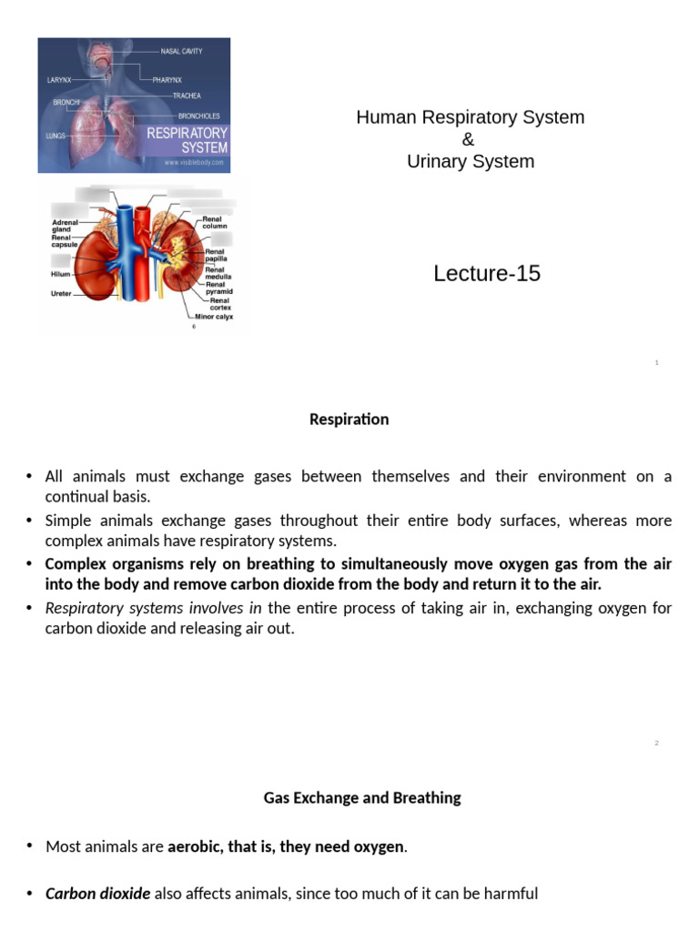 Lecture-15 Human Respiratory System | PDF | Respiratory Tract | Kidney