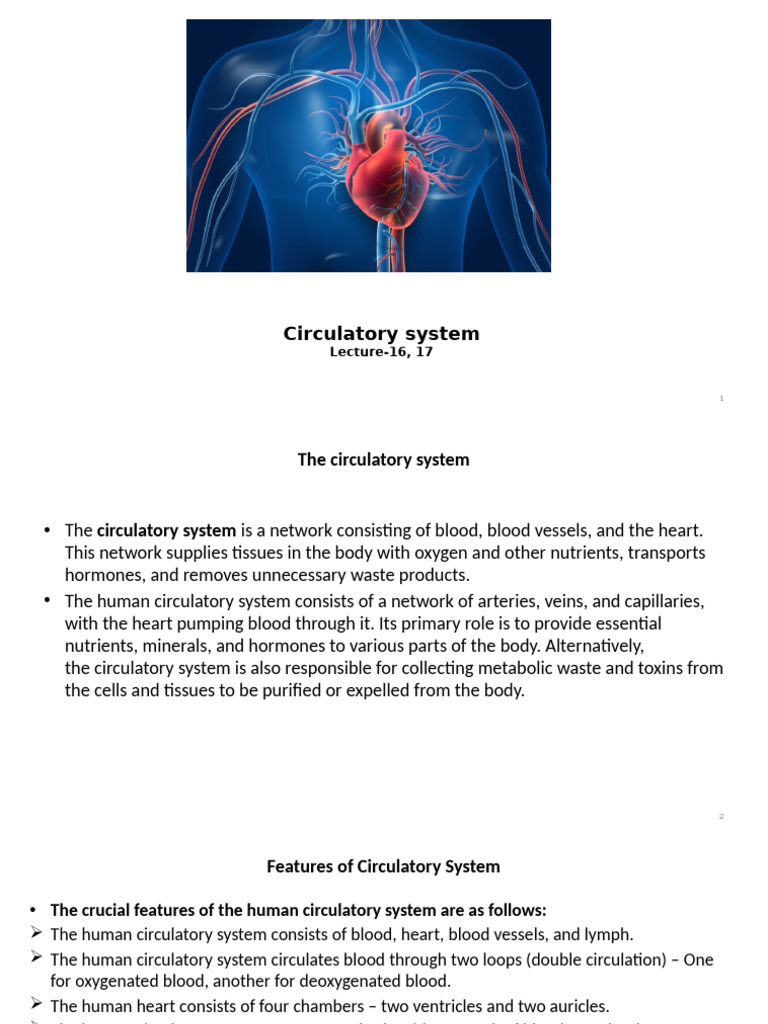 Lecture-16, 17 Circulatory System and Blood | PDF | Atrium (Heart) | Heart