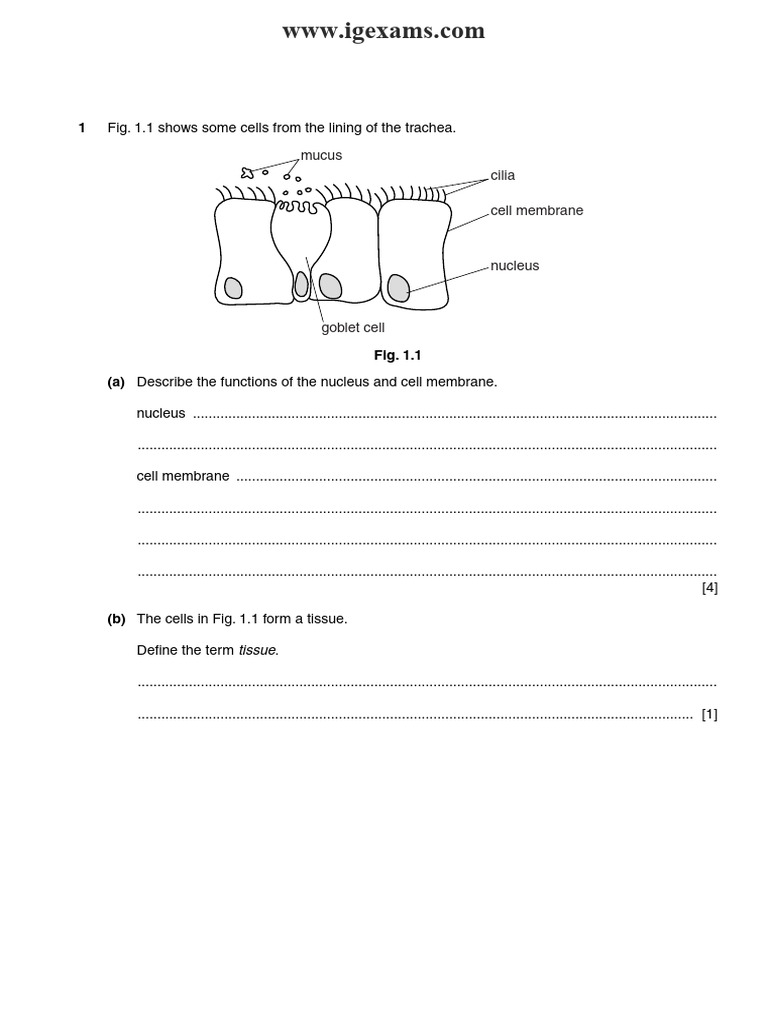 2.2 Organisation - of - The - Organisms - Igcse Cie Biology - Ext ...